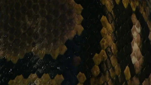 Python Stock Footage ~ Royalty Free Stock Videos | Pond5