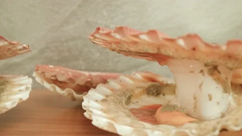 Scallops with spotted pink shells and cl... | Stock Video | Pond5