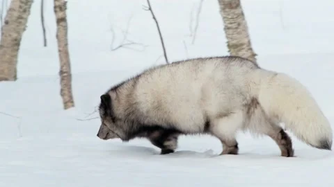 A Scandinavian Grey Arctic fox (Vulpes l... | Stock Video | Pond5