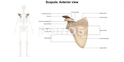 Scapula Anterior view ~ Clip Art ~ Download Now #80391871