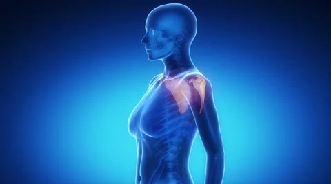 SCAPULA bone skeleton x-ray scan in blu... | Stock Video | Pond5