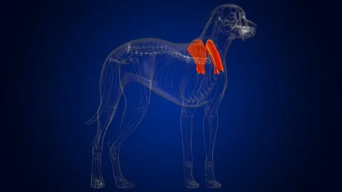 Scapula Bones Dog skeleton Anatomy For M... | Stock Video | Pond5