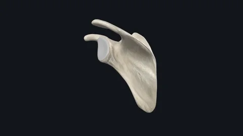 The scapula is a flat, triangular-shaped... | Stock Video | Pond5