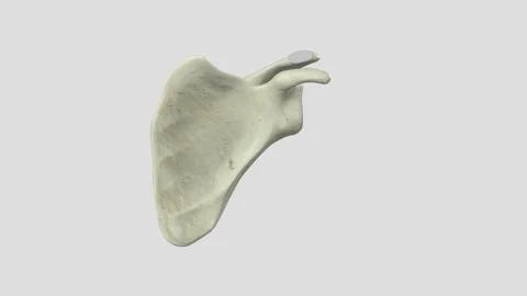 The scapula is a flat, triangular-shaped... | Stock Video | Pond5