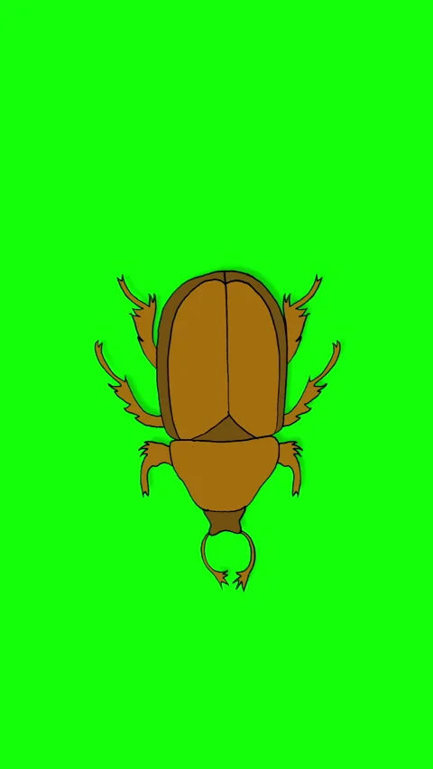 Scarab beetle crawling on Green Screen B... | Stock Video | Pond5