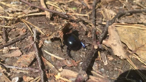 To Found Something Stock Videos – Royalty-Free HD & 4K Videos | Pond5