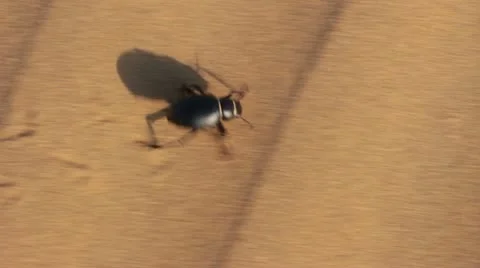 scarab beetle running in desert | Stock Video | Pond5
