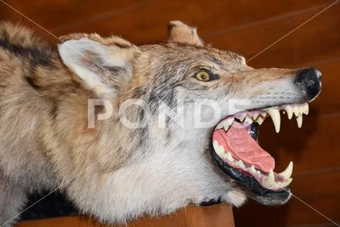 Wolf Head Side Profile Side View Of Arctic Wolf | ID: 84735320