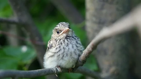 Scared Baby Bird Out of the Nest | Stock Video | Pond5