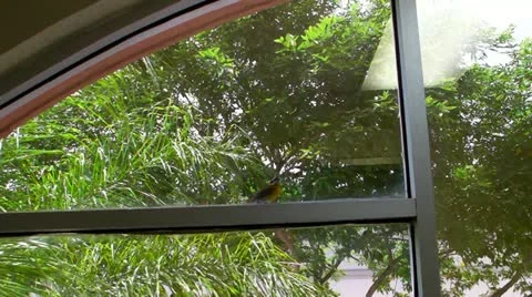 Bird Hitting Window Stock Footage ~ Royalty Free Stock Videos | Pond5