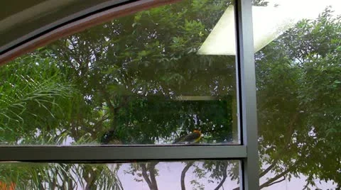 Birds Hitting Window Stock Video Footage | Royalty Free Birds Hitting ...