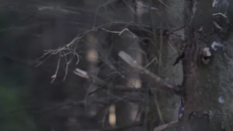 scared boy in dark forest hiding behind ... | Stock Video | Pond5