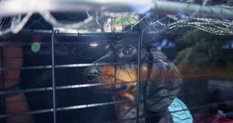 Scared dachshund dog looks around sittin... | Stock Video | Pond5