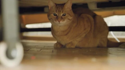 Scared ginger cat is hiding under couch.... | Stock Video | Pond5