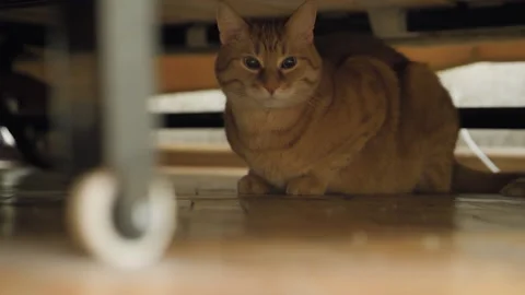Scared ginger cat is hiding under couch.... | Stock Video | Pond5