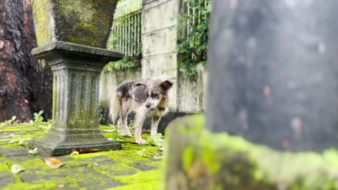 Scared Lost Abandoned Stray Dog with Ski... | Stock Video | Pond5