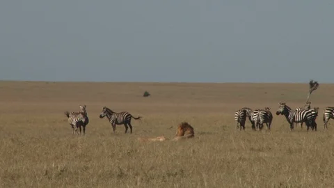 Zebras Mating Stock Video Footage | Royalty Free Zebras Mating Videos ...