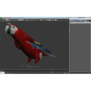 3D Model: Scarlet Macaw Pose 1 ~ Buy Now #89259925 | Pond5