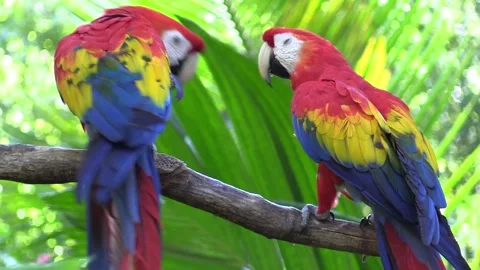 Tropical Birding Stock Videos – Royalty-Free HD & 4K Videos | Pond5