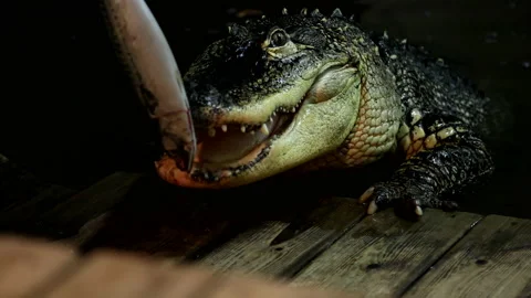 Scary Alligator Stock Video Footage | Royalty Free Scary Alligator ...