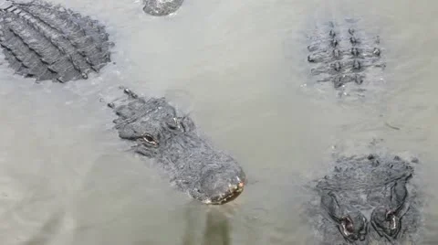 Scary Alligator Stock Video Footage | Royalty Free Scary Alligator ...