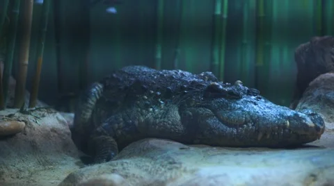 Scary Alligator Stock Video Footage | Royalty Free Scary Alligator ...