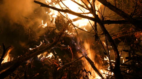 Scary Tree Stock Video Footage | Royalty Free Scary Tree Videos | Pond5