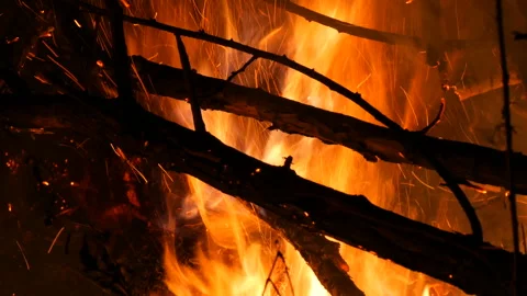 Scary Tree Stock Video Footage | Royalty Free Scary Tree Videos | Pond5