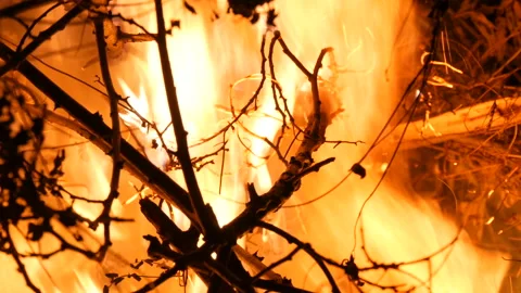 Scary Tree Stock Video Footage | Royalty Free Scary Tree Videos | Pond5