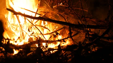 Scary Tree Stock Video Footage | Royalty Free Scary Tree Videos | Pond5