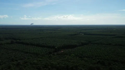 Scary deforestation endless monocultural... | Stock Video | Pond5
