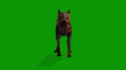 Scary Dog on Green Screen Waiting Front ... | Stock Video | Pond5