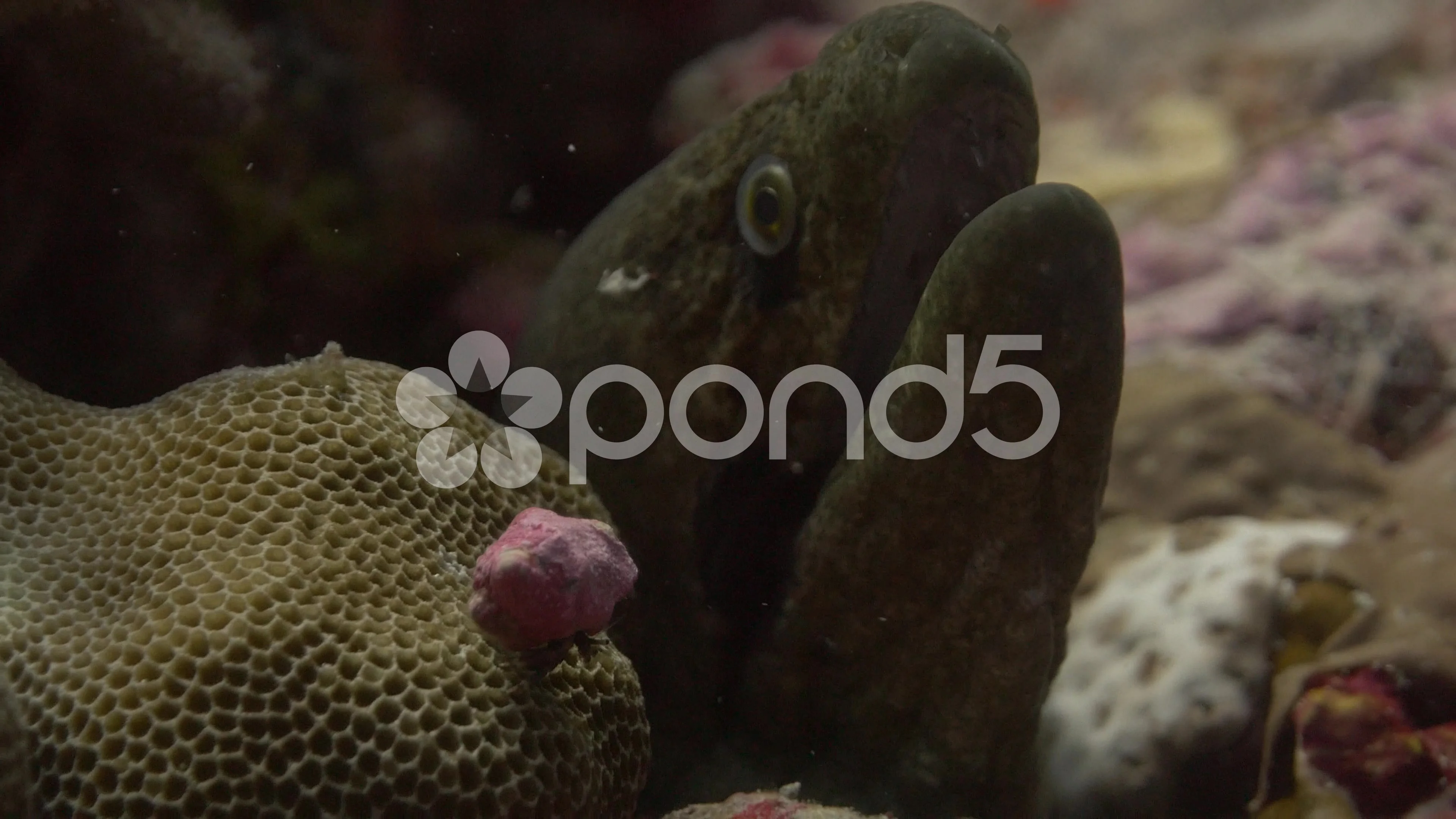 Scared Eel