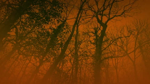 Scary Forest Fire Landscape With Smoke | Stock Video | Pond5