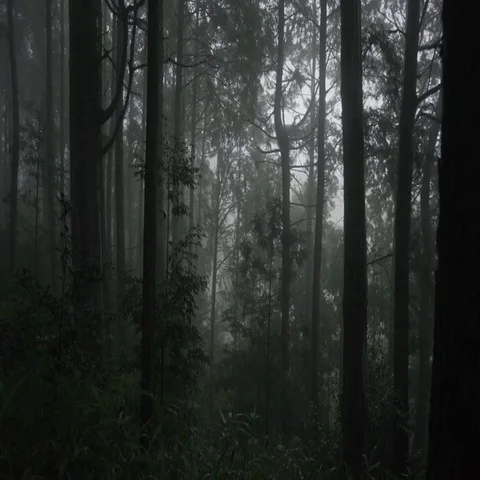 Foggy Forest Stock Footage ~ Royalty Free Stock Videos | Page 2