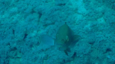 Fish Looking Stock Footage ~ Royalty Free Stock Videos | Pond5