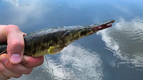 Scary Alligator Stock Video Footage | Royalty Free Scary Alligator ...