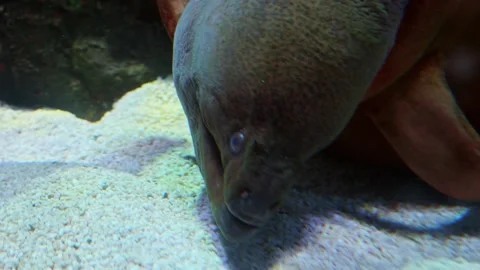 Scary moray eel lying on bottom of fish ... | Stock Video | Pond5
