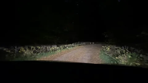 scary night dirt road in a dark forest i... | Stock Video | Pond5