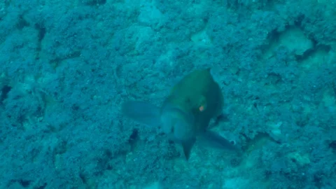 Underwater Scary Stock Video Footage | Royalty Free Underwater Scary ...