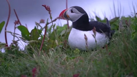 Scary Animals Stock Footage ~ Royalty Free Stock Videos | Pond5