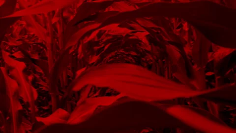 Scary Red POV Walking Through Corn Field | Stock Video | Pond5