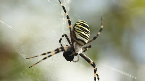 scary spider moving to attack while eati... | Stock Video | Pond5