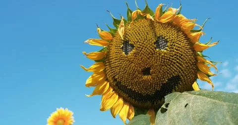 Evil Smile Stock Videos – Royalty-Free HD & 4K Videos