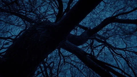 Scary Twisted Tree In The Dark | Stock Video | Pond5