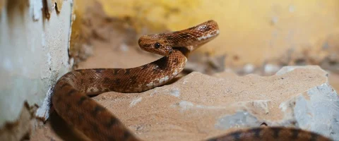 Scary viper snake lying in a rock, prepa... | Stock Video | Pond5