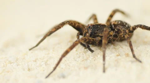Scary Wolf Spider | Stock Video | Pond5