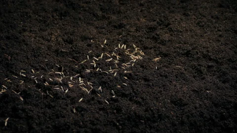 Seed Scattering Stock Videos – Royalty-Free HD & 4K Videos