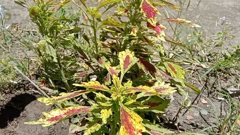 Flower Natural Scenery Stock Videos – Royalty-Free HD & 4K Videos | Page 4