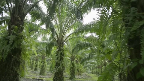 Scenery landscape of oil palm plantation... | Stock Video | Pond5